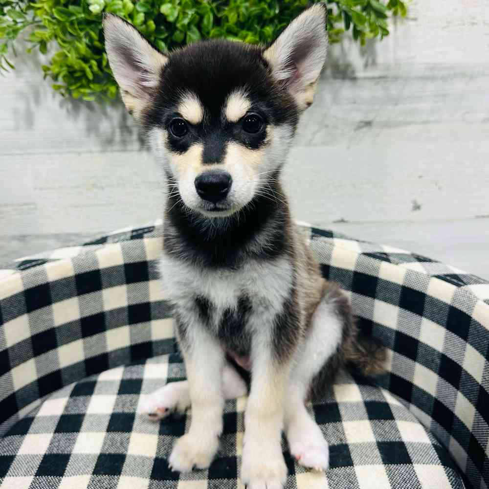 Pom-Klee Kai Puppies for sale at Petland Joplin.