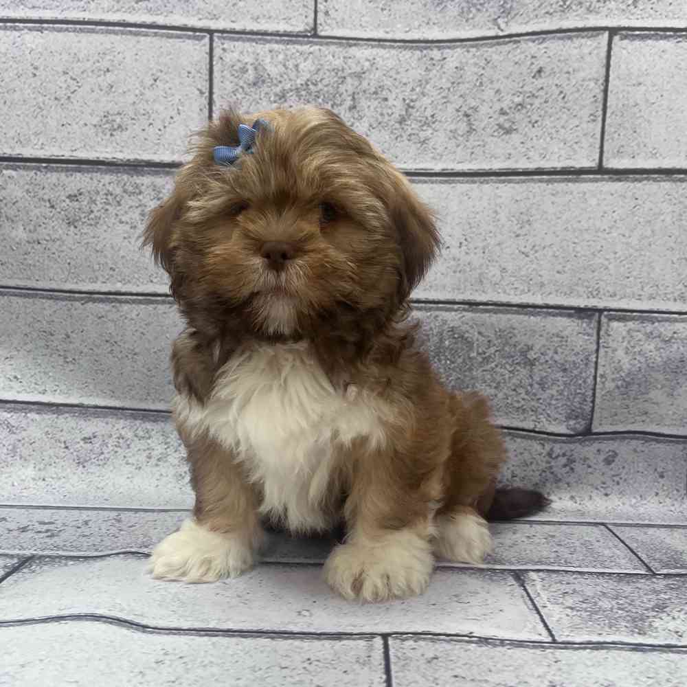 Female Lhasa Apso Puppy for sale | Petland Wichita West