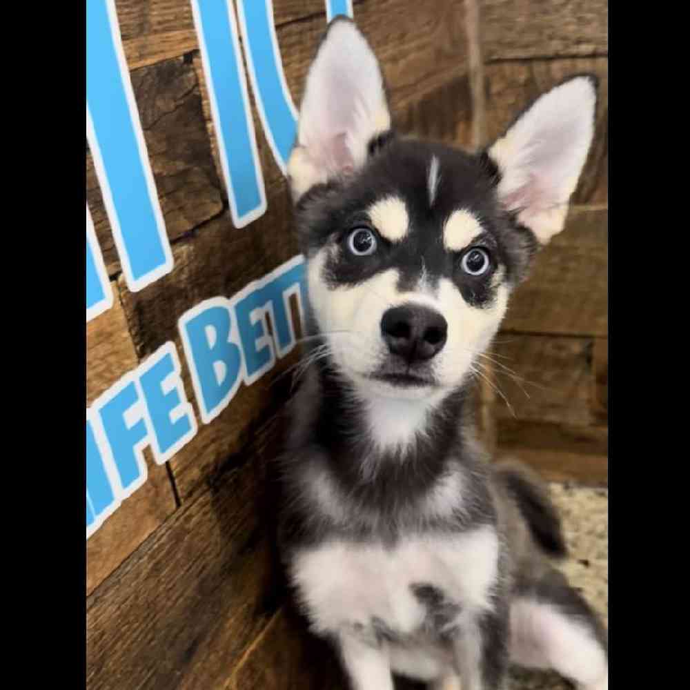 Pom-Klee Kai Puppies for sale at Petland Joplin.