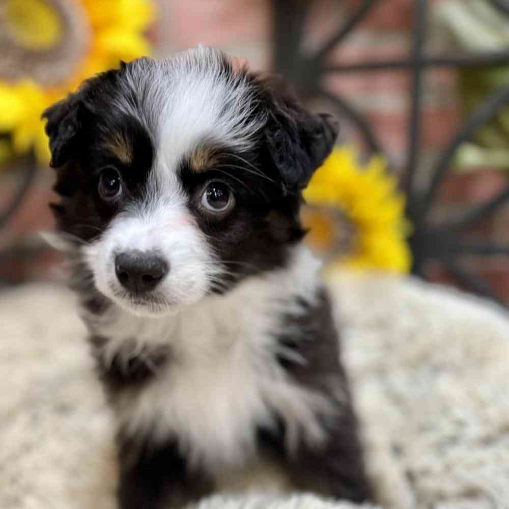 Newfoundland-Miniature Poodle Puppies for sale at Petland Joplin.