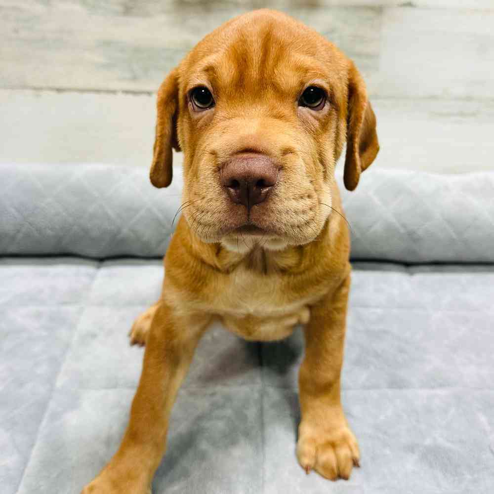 Mini Hippo Puppies for sale at Petland Joplin.