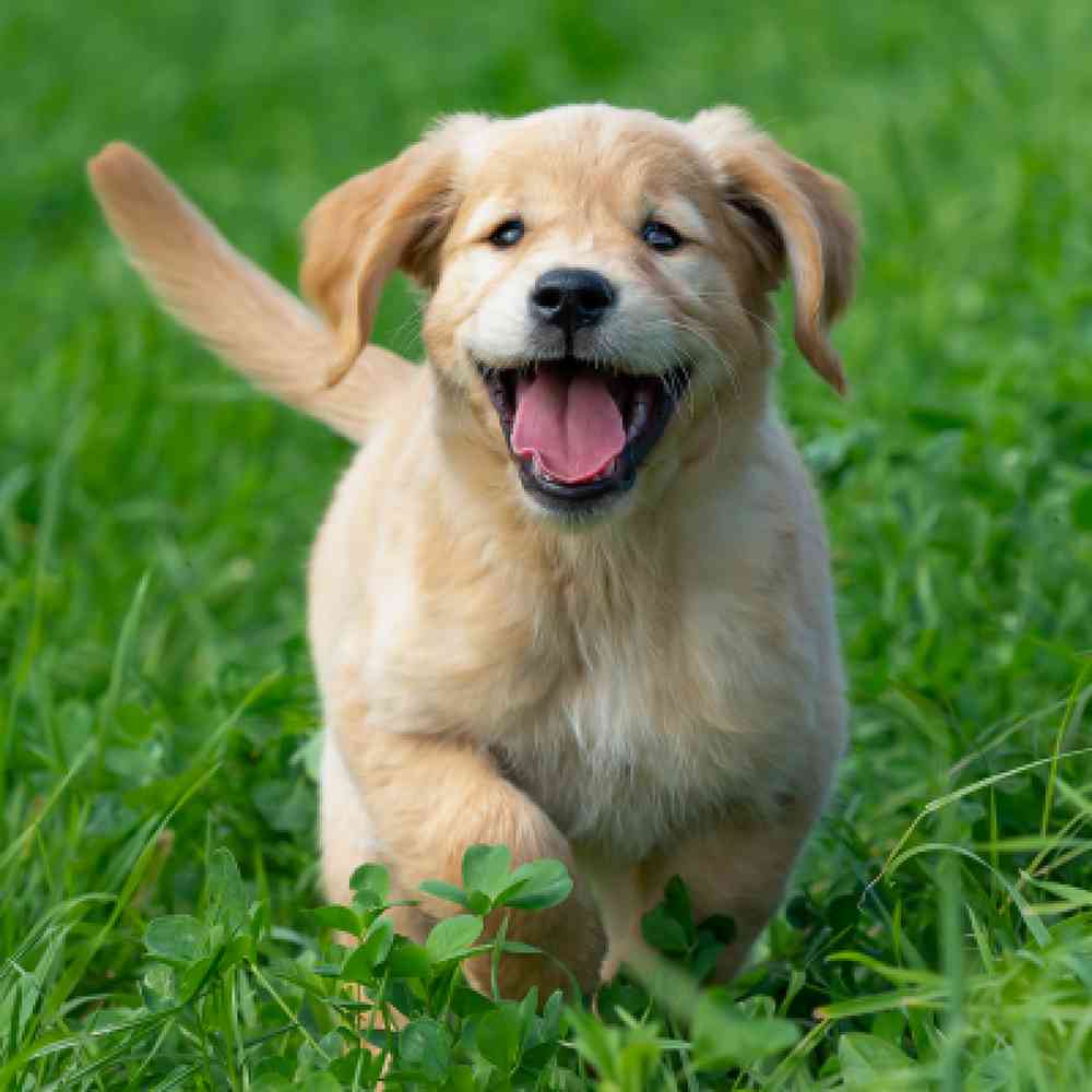 Pets for Sale at Petland Joplin