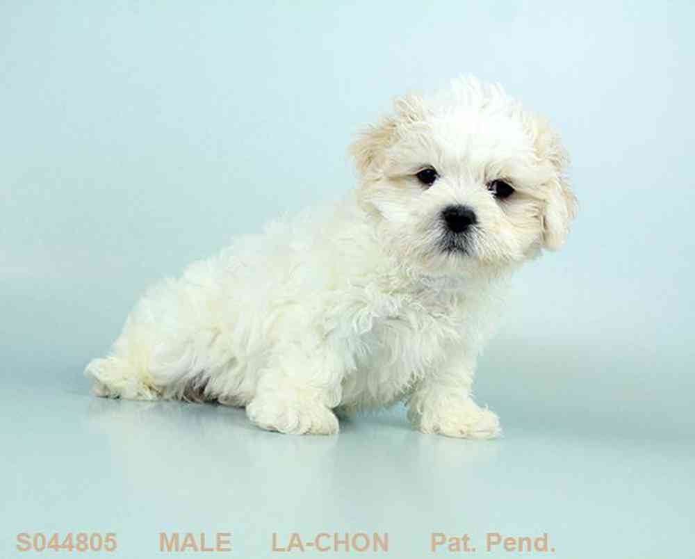 La-Chon Puppies for sale at Petland Joplin.