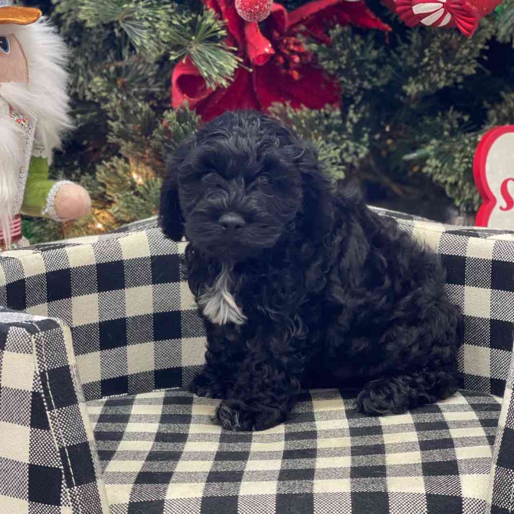 CockaChon Puppies for sale at Petland Joplin.