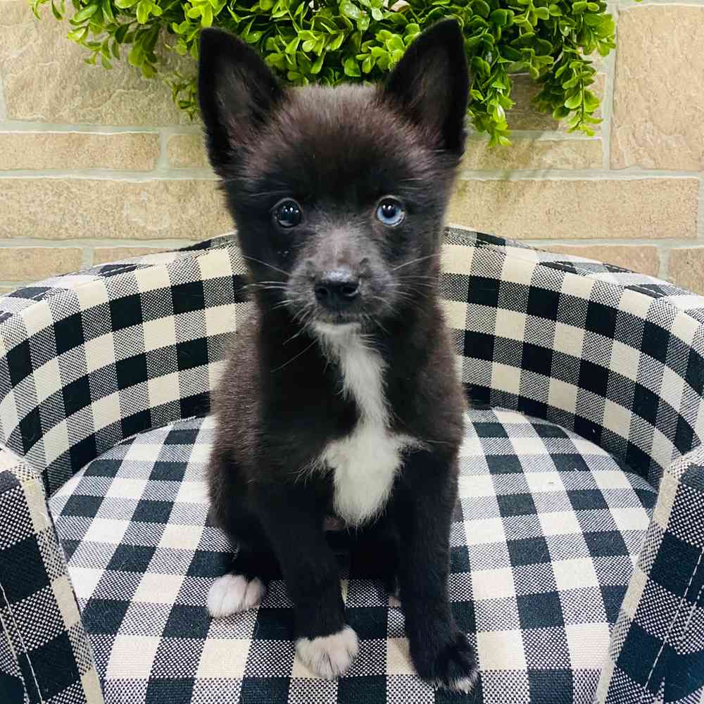 Pom-Klee Kai Puppies for sale at Petland Joplin.