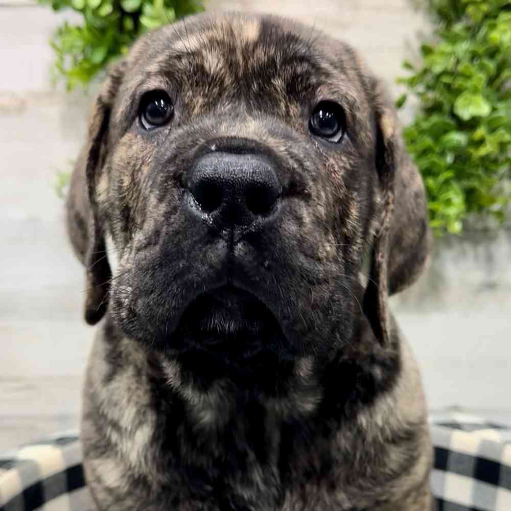 Pom-Klee Kai Puppies for sale at Petland Joplin.