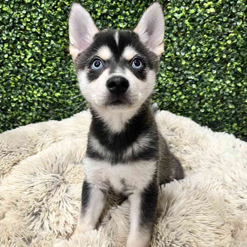 Pom-Klee Kai Puppies for sale at Petland Joplin.