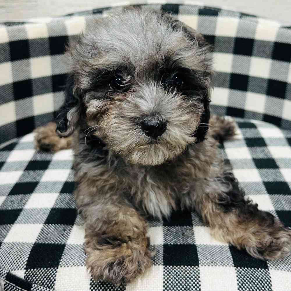 Newfoundland-Miniature Poodle Puppies for sale at Petland Joplin.