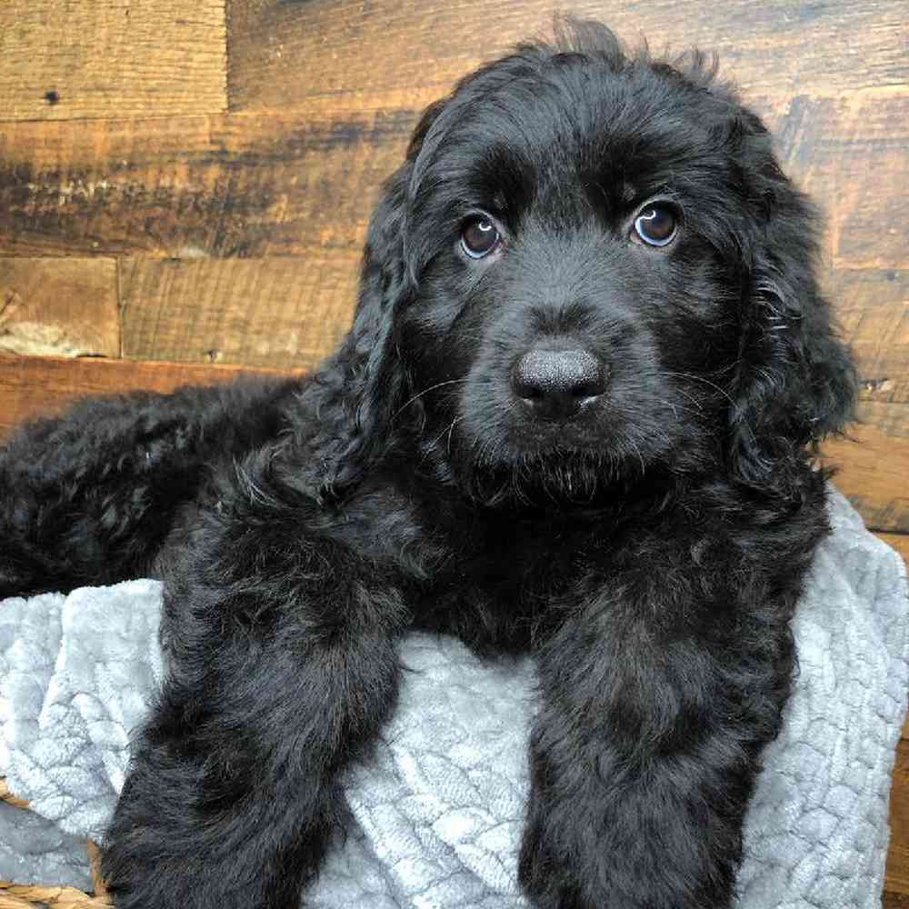 Newfoundland-Poodle Puppies for sale at Petland Joplin.