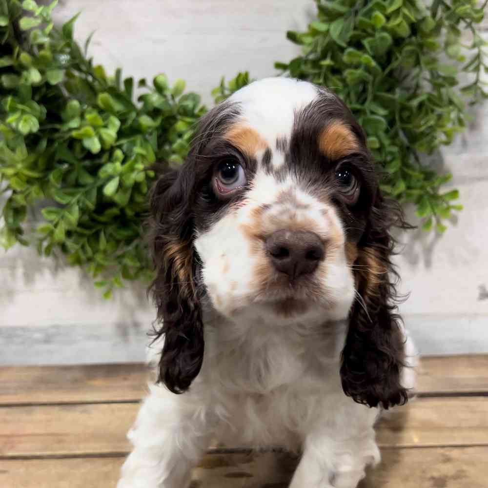 Cocker Spaniel Puppies Brown And White