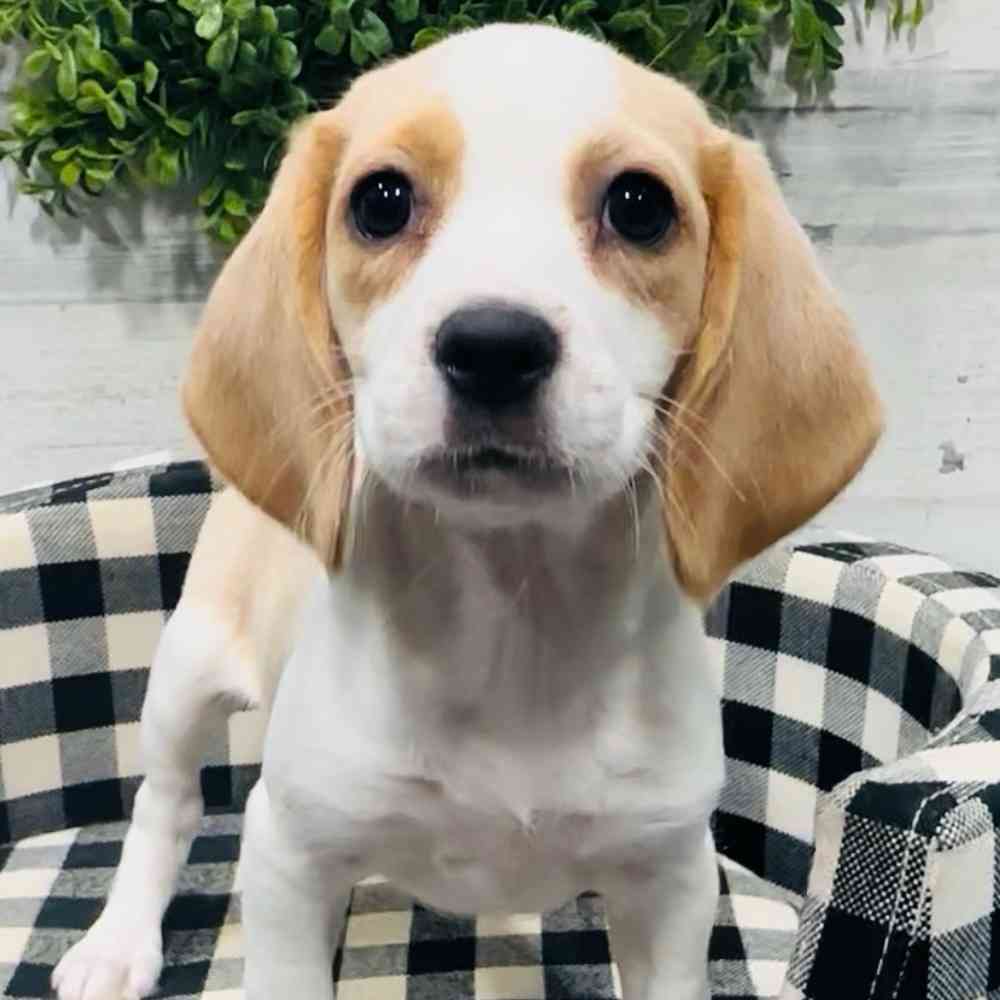 Pom-Klee Kai Puppies for sale at Petland Joplin.